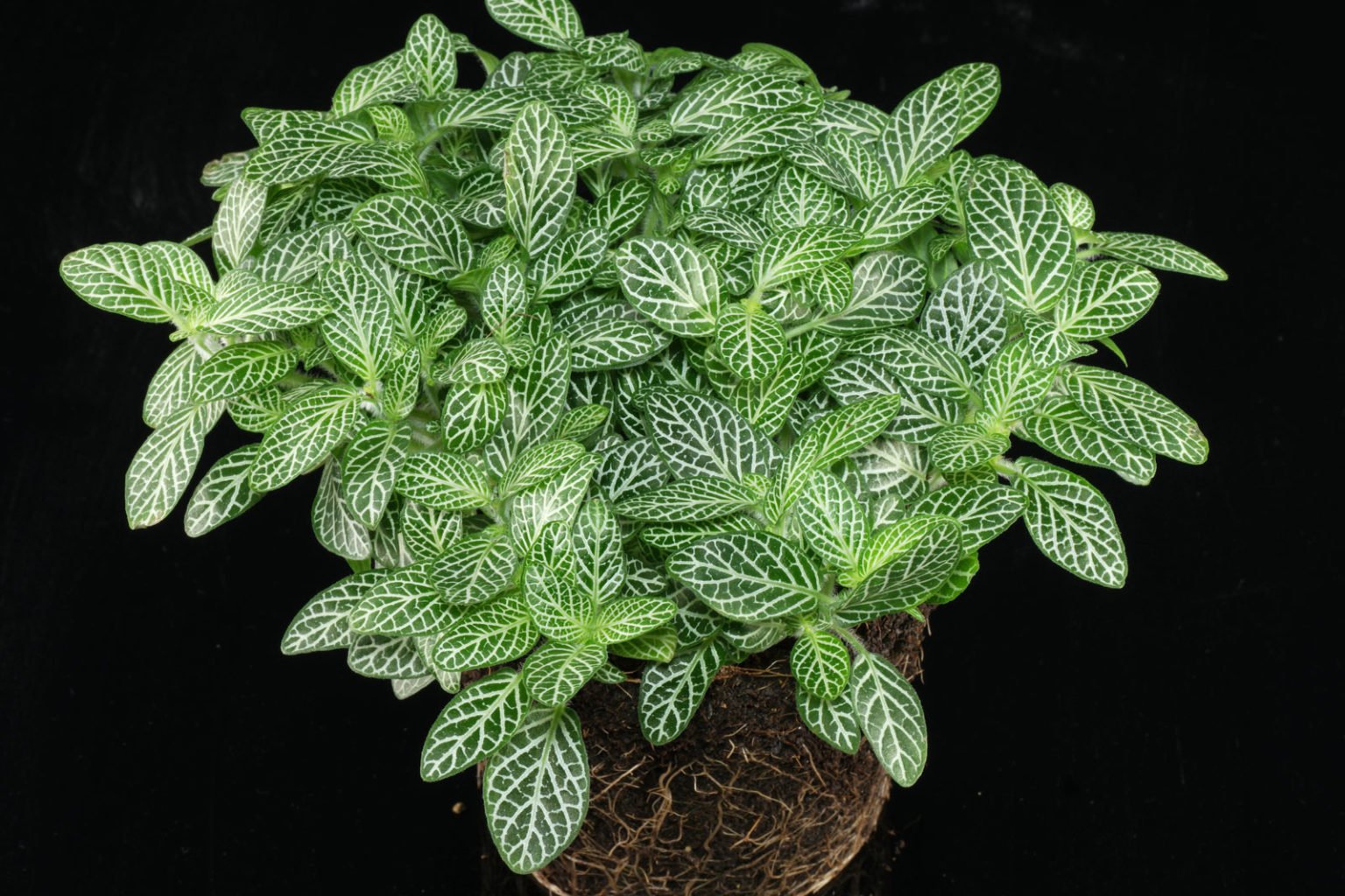 Mosaic Plant, Nerve Plant (Fittonia albivenis / verschaffeltii)