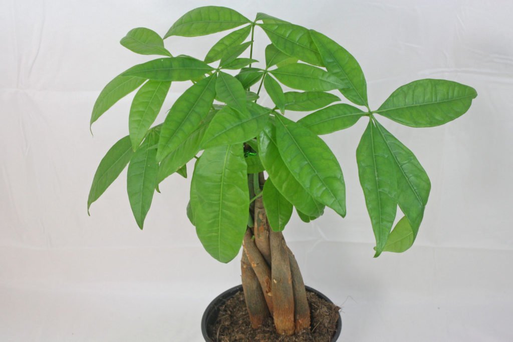 Money Tree (Pachira aquatica)